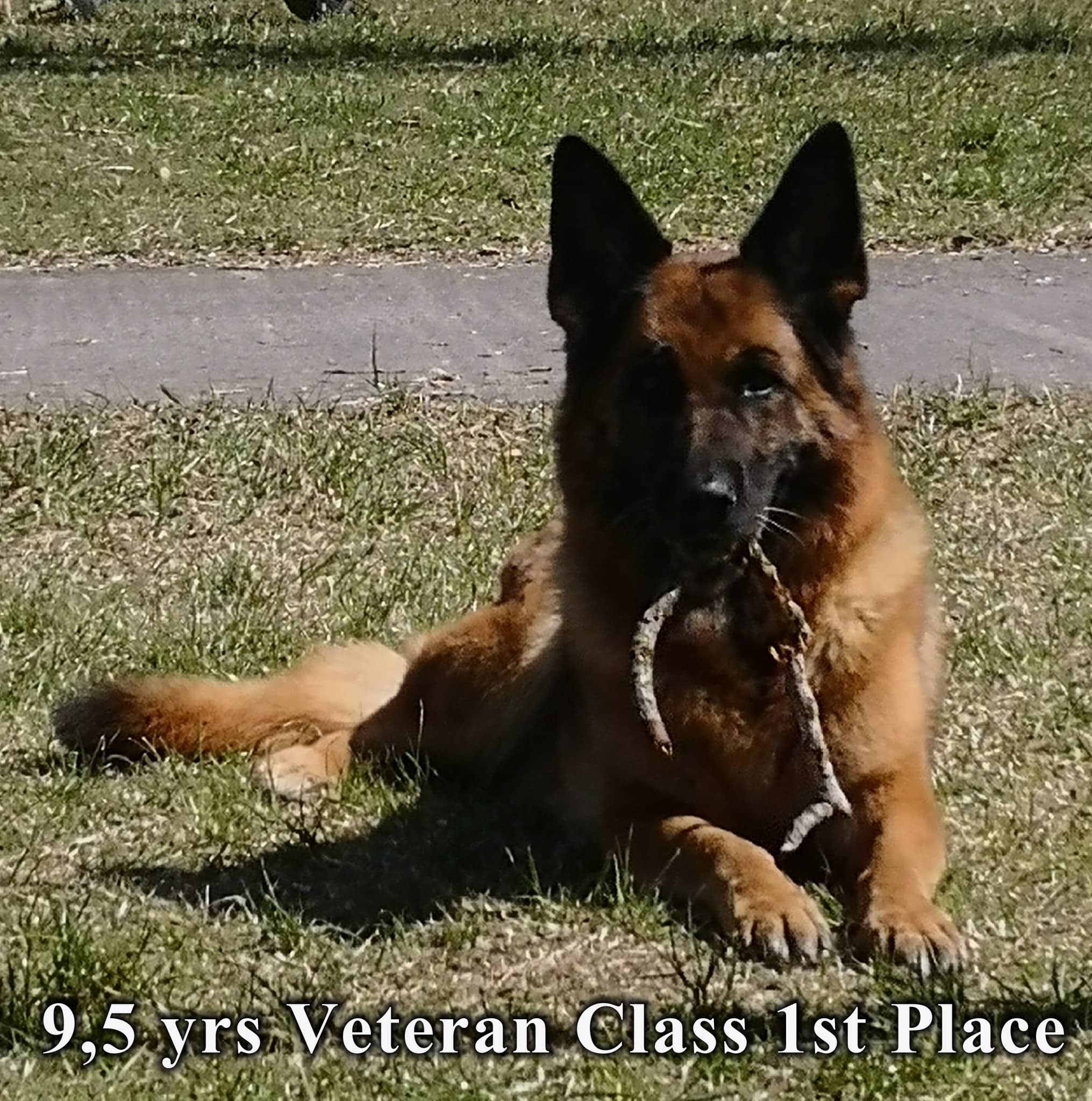 Longevity in the German Shepherd Dog