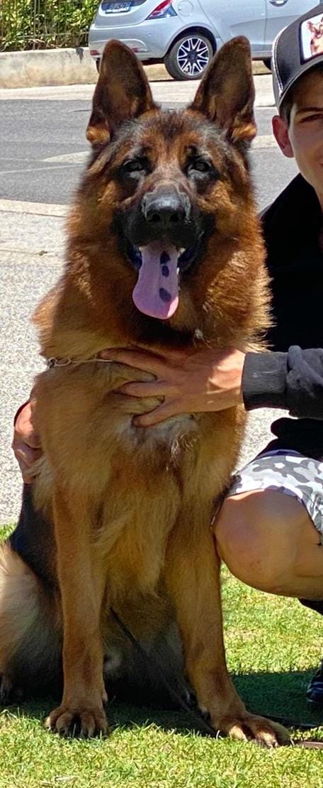 Cuccioli di Pastore Tedesco Disponibili in Allevamento