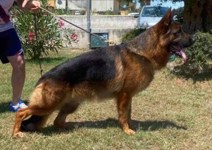 Cuccioli di Pastore Tedesco Disponibili in Allevamento